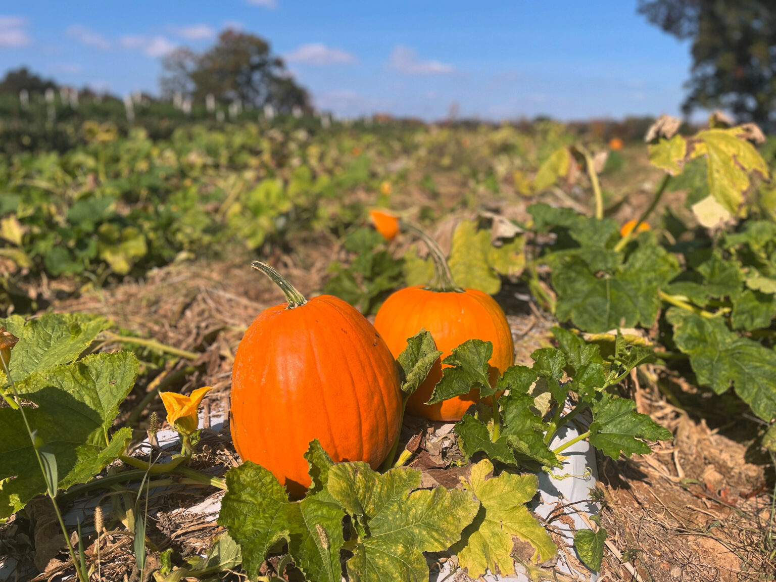 Our Produce – Rudd Farm